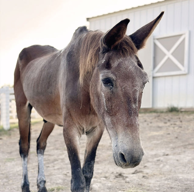 Meet Big John: Our Rescued Elderly Mule – FarmHouse Fresh