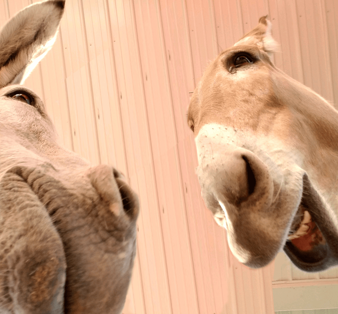 Donkey Cam: Roam With Our Crew – FarmHouse Fresh