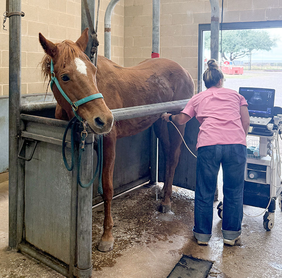 Izzy Update: A Weekend at the Hospital – FarmHouse Fresh
