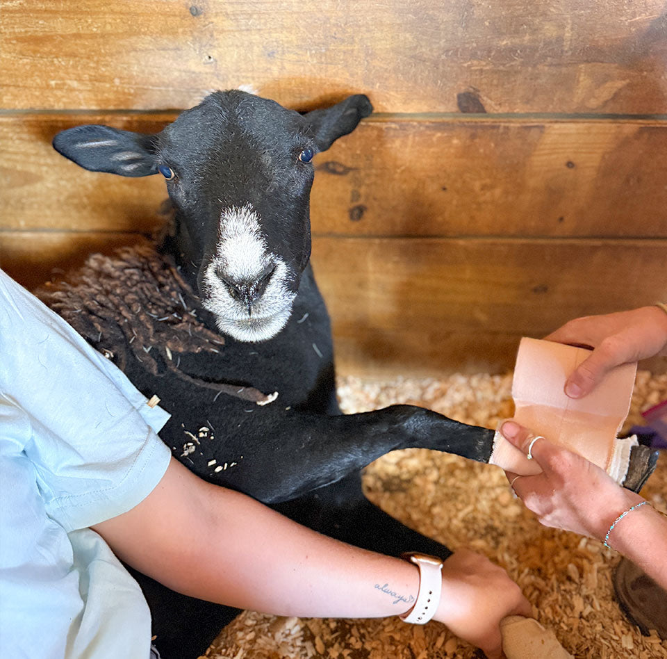 The Case of Ruby’s Tender Toes – FarmHouse Fresh