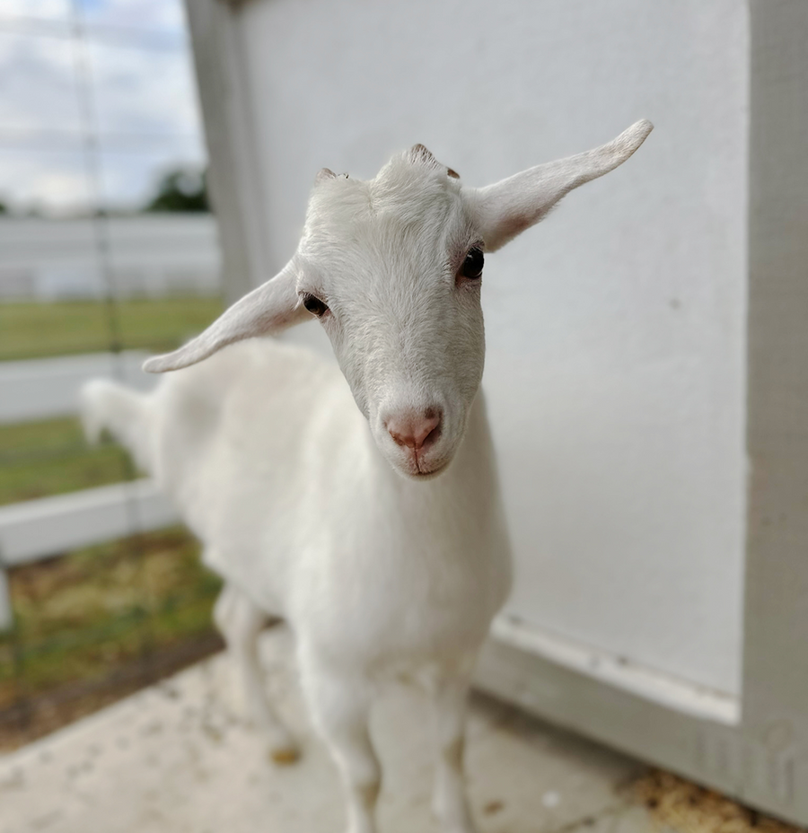 Rescue Mission – FarmHouse Fresh