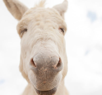 Rescue Mission – FarmHouse Fresh