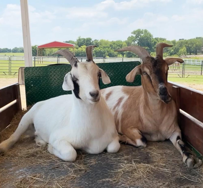 Roo – FarmHouse Fresh